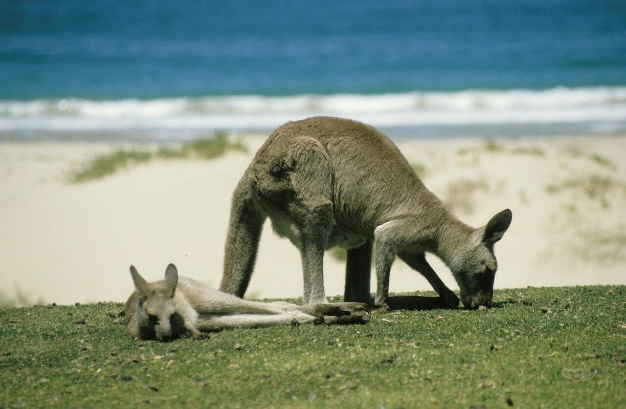 The Wildlife of Nambung National Park - Animals Network