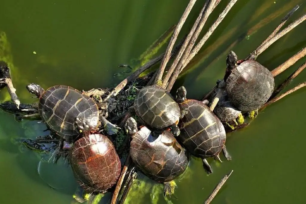 The Effects of Climate Change on Wild Animals - Animals Network