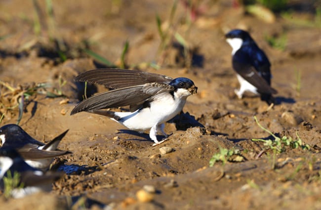 House Martin - Description, Habitat, Image, Diet, and Interesting Facts