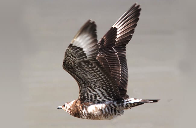 Jaeger - Description, Habitat, Image, Diet, and Interesting Facts