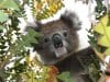 Koala - Description, Habitat, Image, Diet, and Interesting Facts