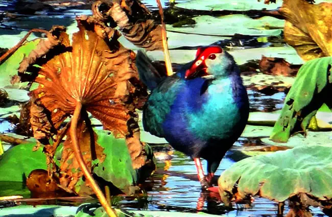 Rail - Description, Habitat, Image, Diet, and Interesting Facts