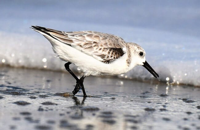 Sanderling - Description, Habitat, Image, Diet, and Interesting Facts