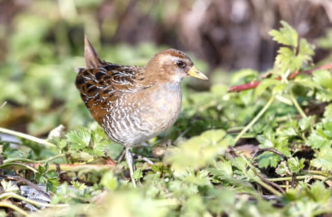 Sora - Description, Habitat, Image, Diet, and Interesting Facts