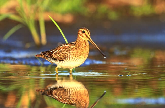 Woodcock - Description, Habitat, Image, Diet, and Interesting Facts