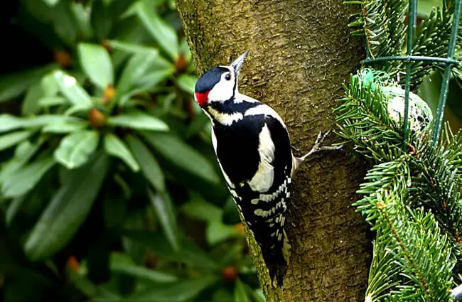 Woodpecker - Description, Habitat, Image, Diet, and Interesting Facts