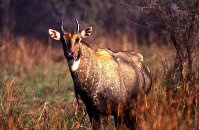 Blue Bull - Description, Habitat, Image, Diet, and Interesting Facts