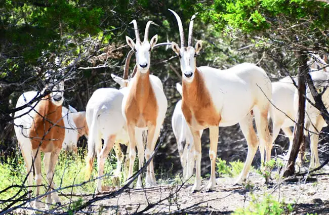 Oryx - Description, Habitat, Image, Diet, and Interesting Facts