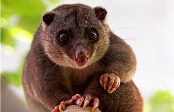 Rock-Haunting Ringtail Possum Archives - Animals Network