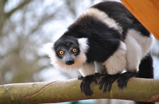 Marmoset - Description, Habitat, Image, Diet, and Interesting Facts