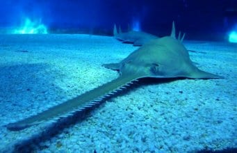 Dwarf Sawfish Archives - Animals Network