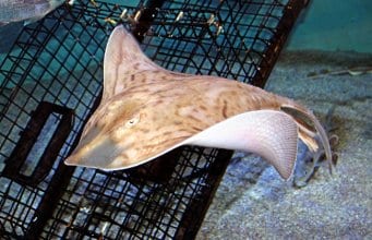 common Skate Archives - Animals Network