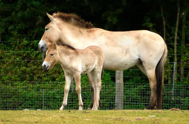 Wild Horse - Description, Habitat, Image, Diet, and Interesting Facts