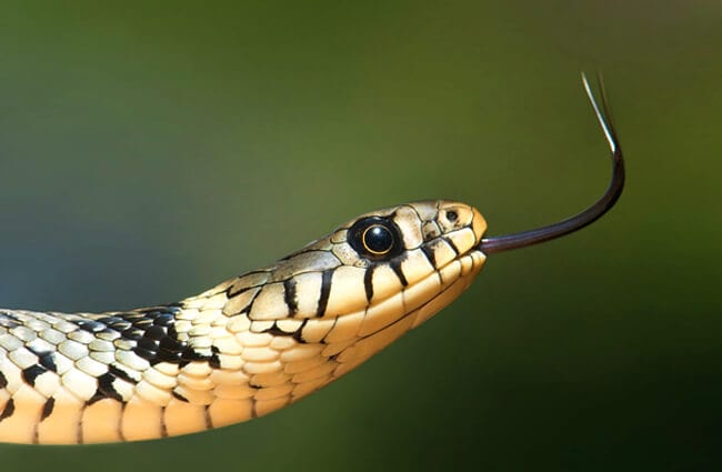 Grass Snake - Description, Habitat, Image, Diet, and Interesting Facts