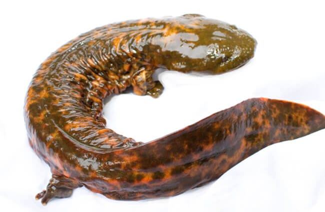 Hellbender - Description, Habitat, Image, Diet, and Interesting Facts
