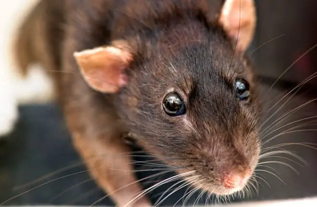Rat Description Habitat Image Diet And Interesting Facts
