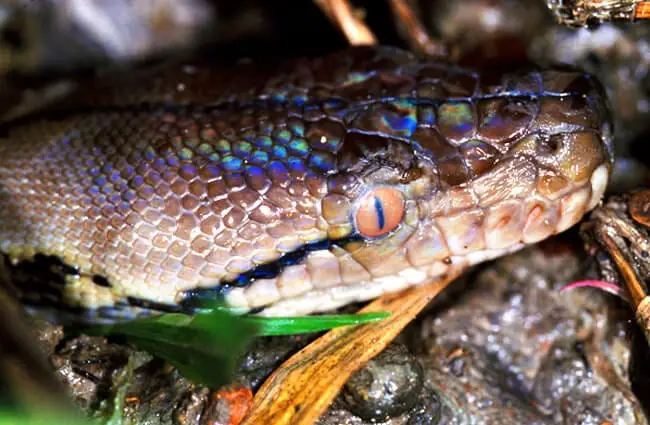 Reticulated Python Description Habitat Image Diet Interesting Facts