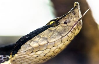 Pit Viper Archives - Animals Network