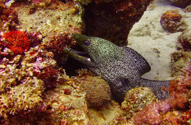 Conger - Description, Habitat, Image, Diet, and Interesting Facts