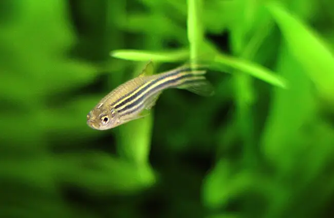 Danio - Description, Habitat, Image, Diet, and Interesting Facts