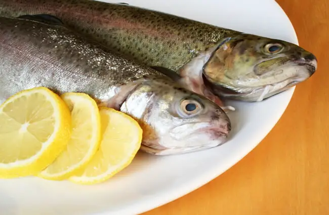 Sprat - Description, Habitat, Image, Diet, and Interesting Facts