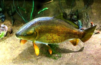 Bigmouth Buffalo Fish Archives - Animals Network