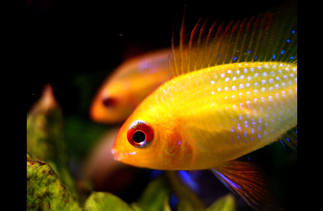 Cichlid - Description, Habitat, Image, Diet, and Interesting Facts
