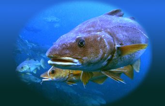 Atlantic Cod Archives - Animals Network