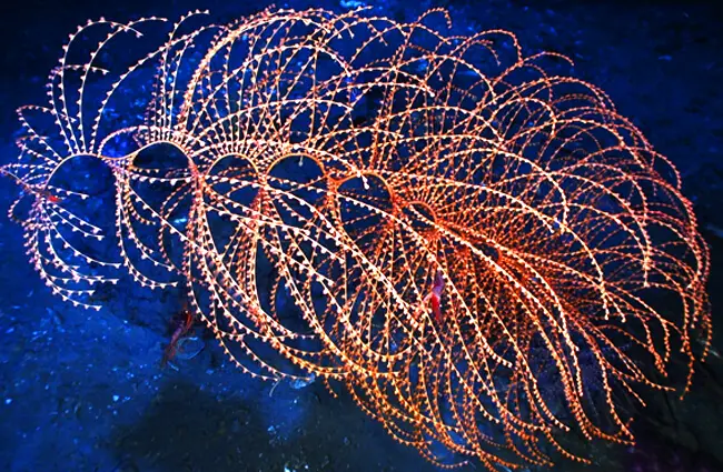 Coral - Description, Habitat, Image, Diet, and Interesting Facts