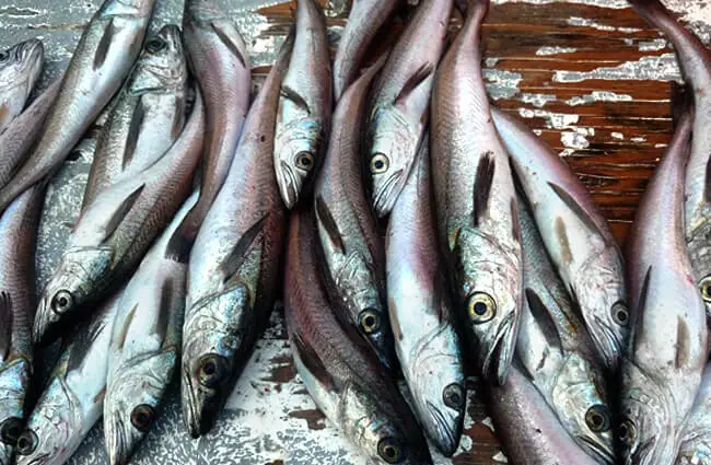 Hake - Description, Habitat, Image, Diet, and Interesting Facts
