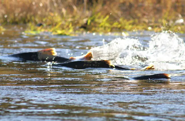 King Salmon - Description, Habitat, Image, Diet, and Interesting Facts