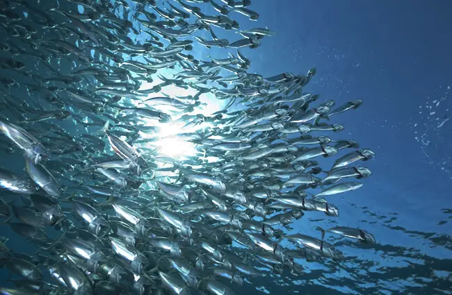 Mackerel - Description, Habitat, Image, Diet, and Interesting Facts