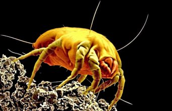 itch mite Archives - Animals Network