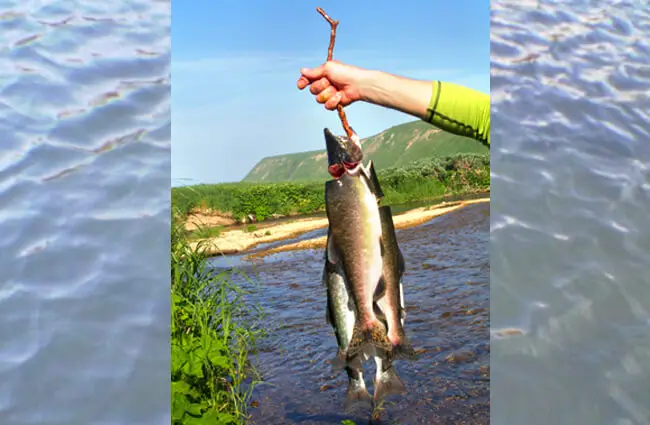 Pink Salmon - Description, Habitat, Image, Diet, and Interesting Facts