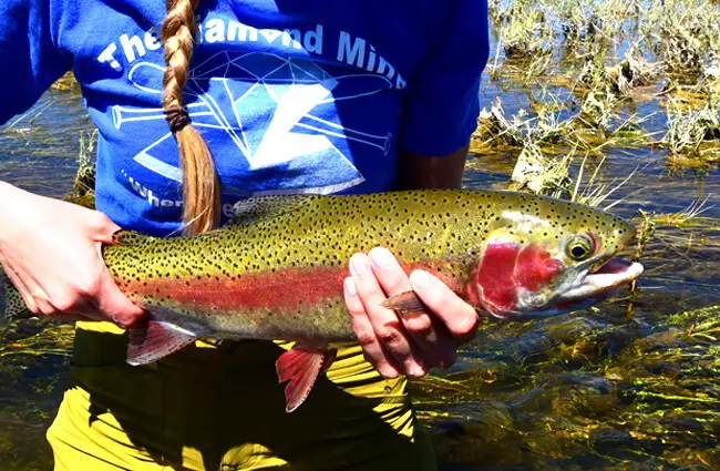  Rainbow Trout Description Habitat Image Diet And Interesting Facts