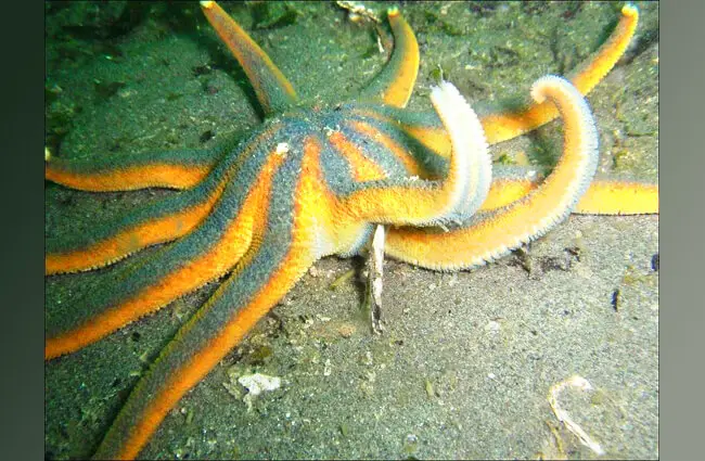 Sun Star - Description, Habitat, Image, Diet, and Interesting Facts