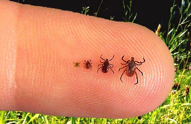 Tick - Description, Habitat, Image, Diet, and Interesting Facts