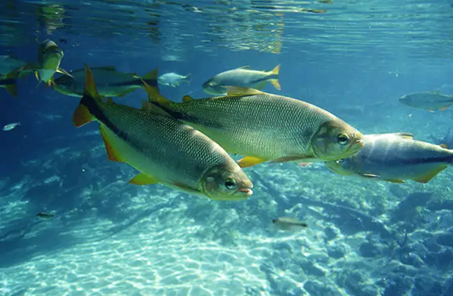 Bonito - Description, Habitat, Image, Diet, and Interesting Facts