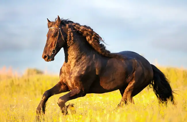 Friesian - Description, Habitat, Image, Diet, and Interesting Facts