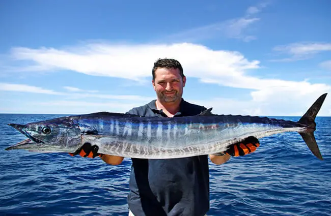Wahoo - Description, Habitat, Image, Diet, and Interesting Facts