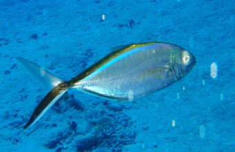Jack Fish Archives - Animals Network