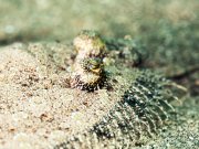 Black Molly - Description, Habitat, Image, Diet, and Interesting Facts