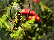 Huntsman Spider - Description, Habitat, Image, Diet, and Interesting Facts