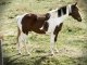 Paint Horse - Description, Habitat, Image, Diet, and Interesting Facts