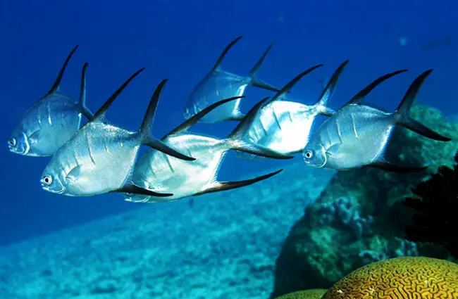 Pompano - Description, Habitat, Image, Diet, and Interesting Facts